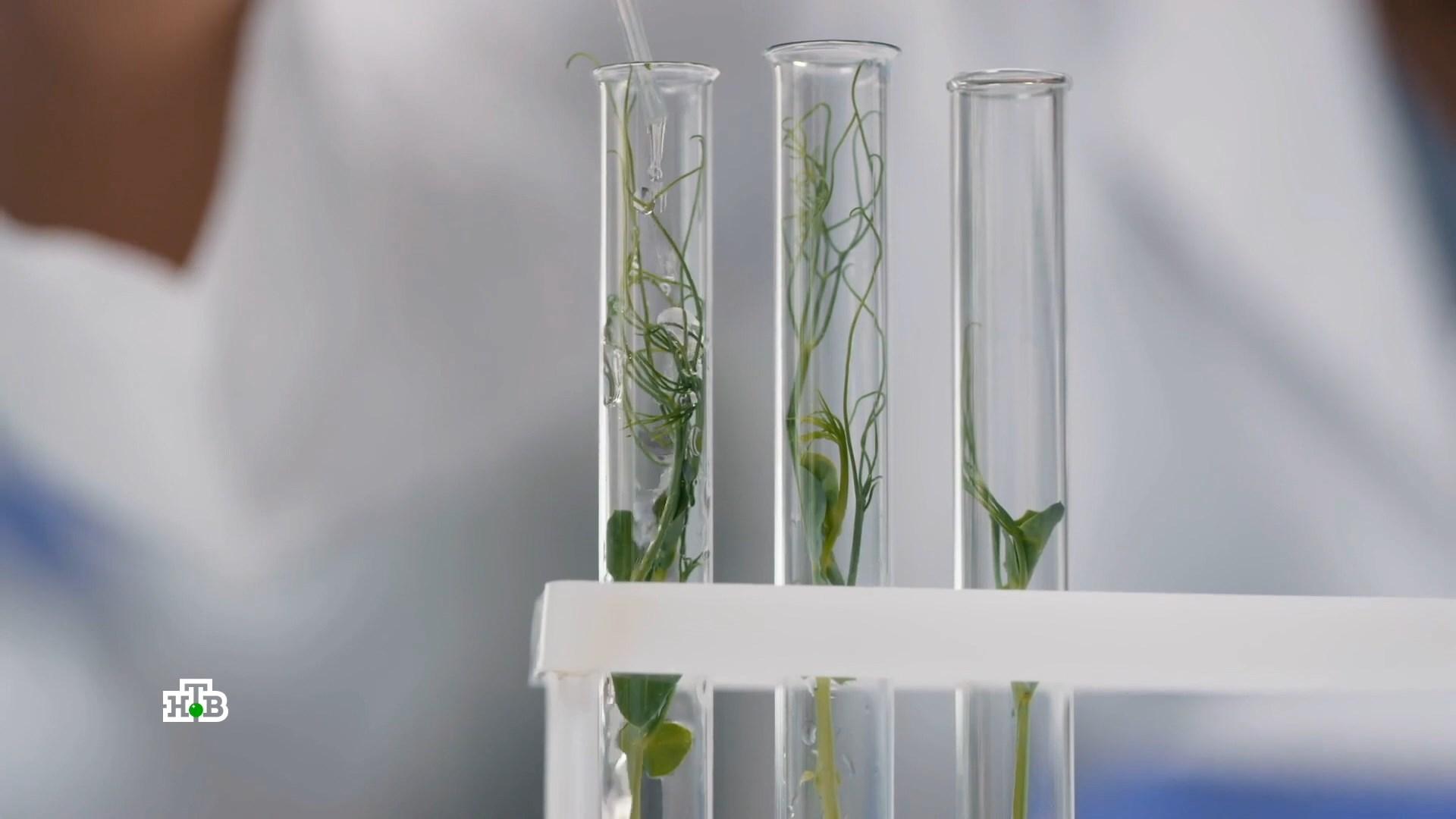 Чудеса генной инженерии - Чудо техники